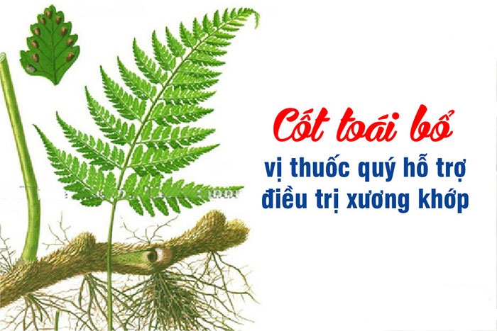 Cây cốt toái bổ – ứng dụng trong xoa bóp – Thanh Binh High Agri