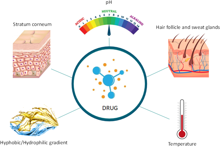 Thuốc thẩm thấu qua da bằng con đường nào? – Thanh Binh High Agri